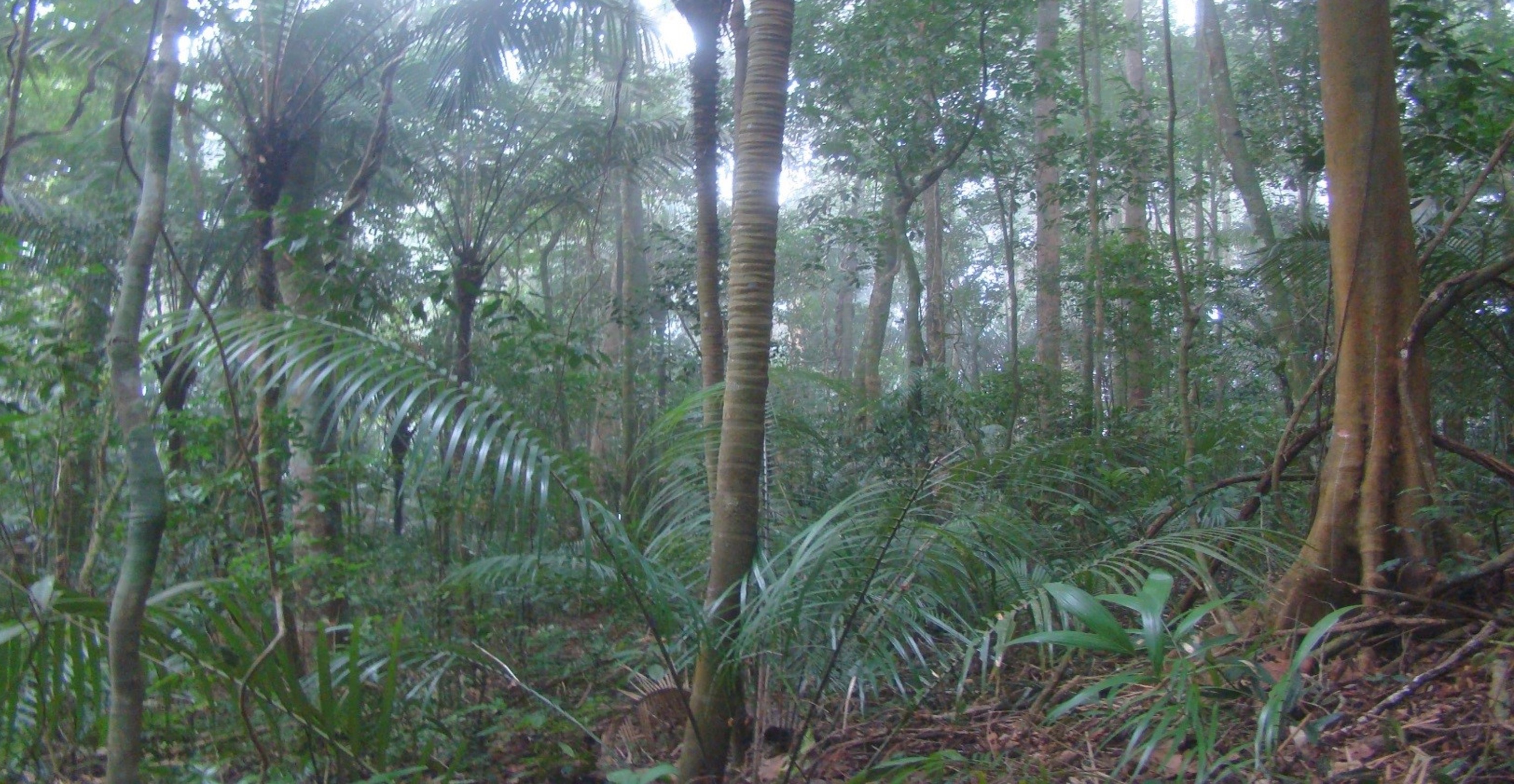 A importância da Flora do Parque Natural Municipal Atalaia: ainda há ...